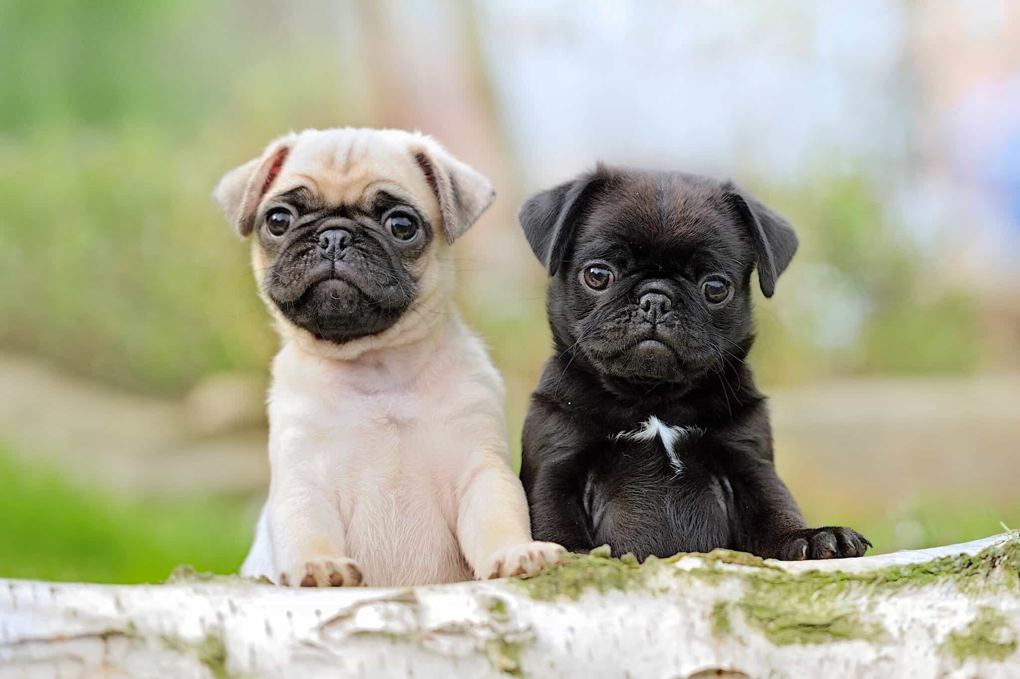 How Much Does a Pug Cost? (2025 Updated)