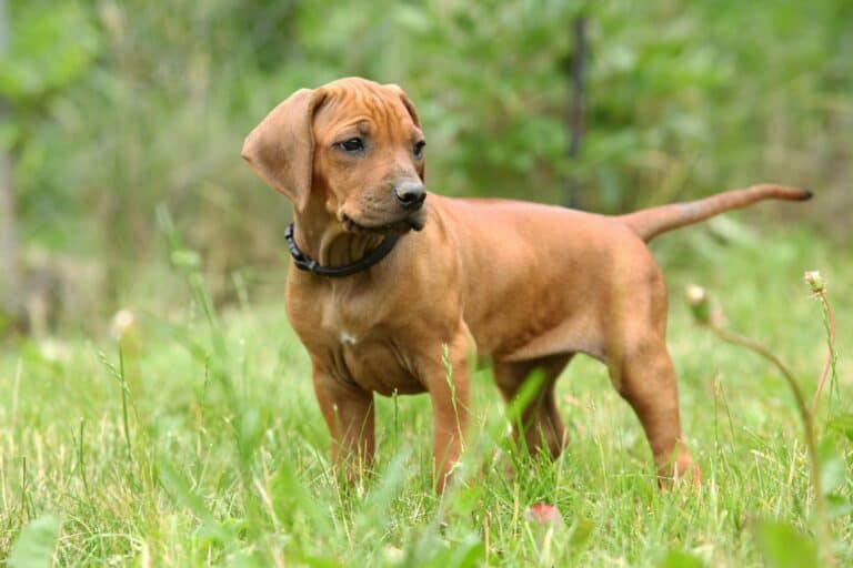 How Much Does a Rhodesian Ridgeback Cost? (2025 Updated)