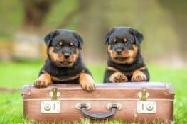 How Much Does a Rottweiler Cost? (2025 Updated)