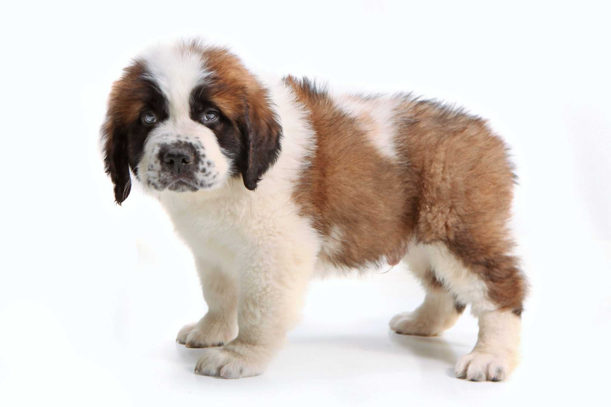 How Much Does a Saint Bernard Cost? (2025 Updated)
