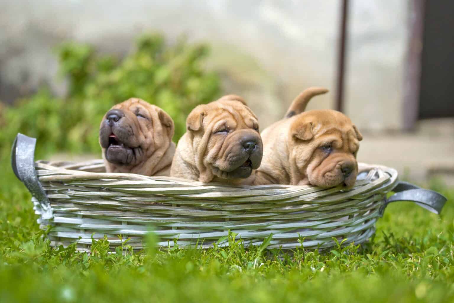 How Much Does a Shar-Pei Cost? (2025 Updated)
