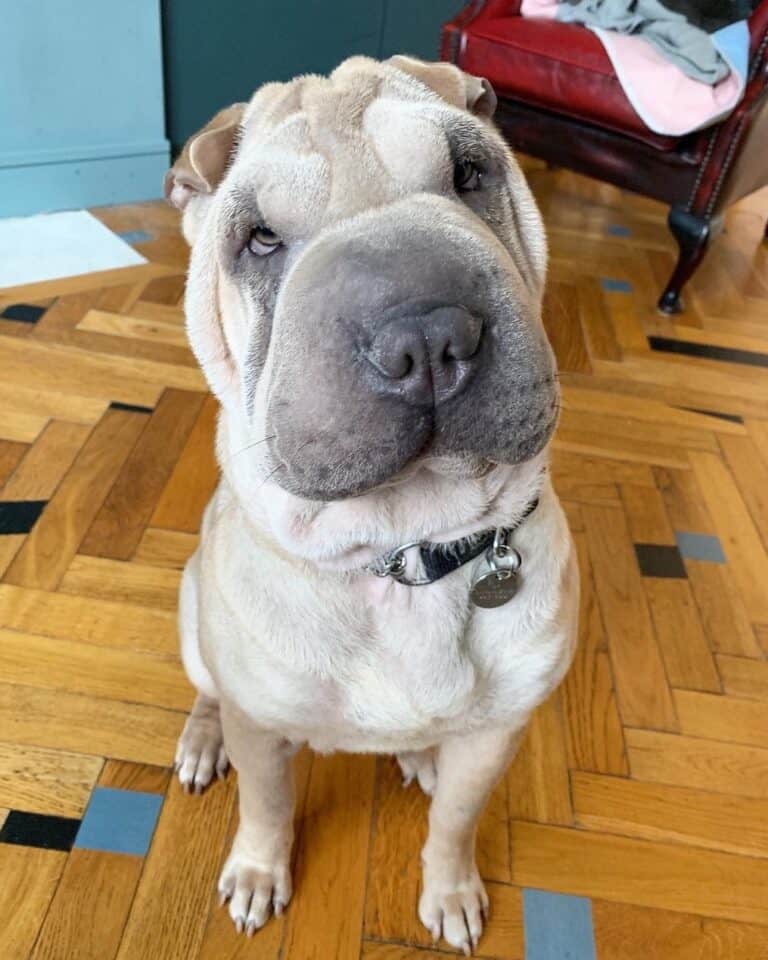 25 Shar-Pei Colors & Markings (With Pictures)