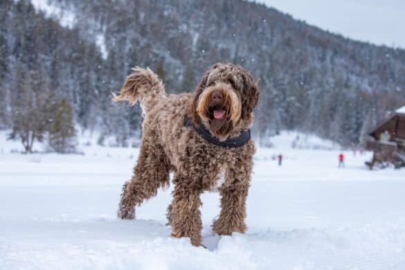 How Much Does a Rhodesian Ridgeback Cost? (2025 Updated)