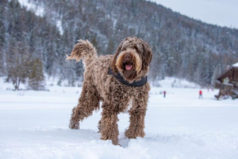 How Much Does a Labradoodle Cost? (2025 Updated)