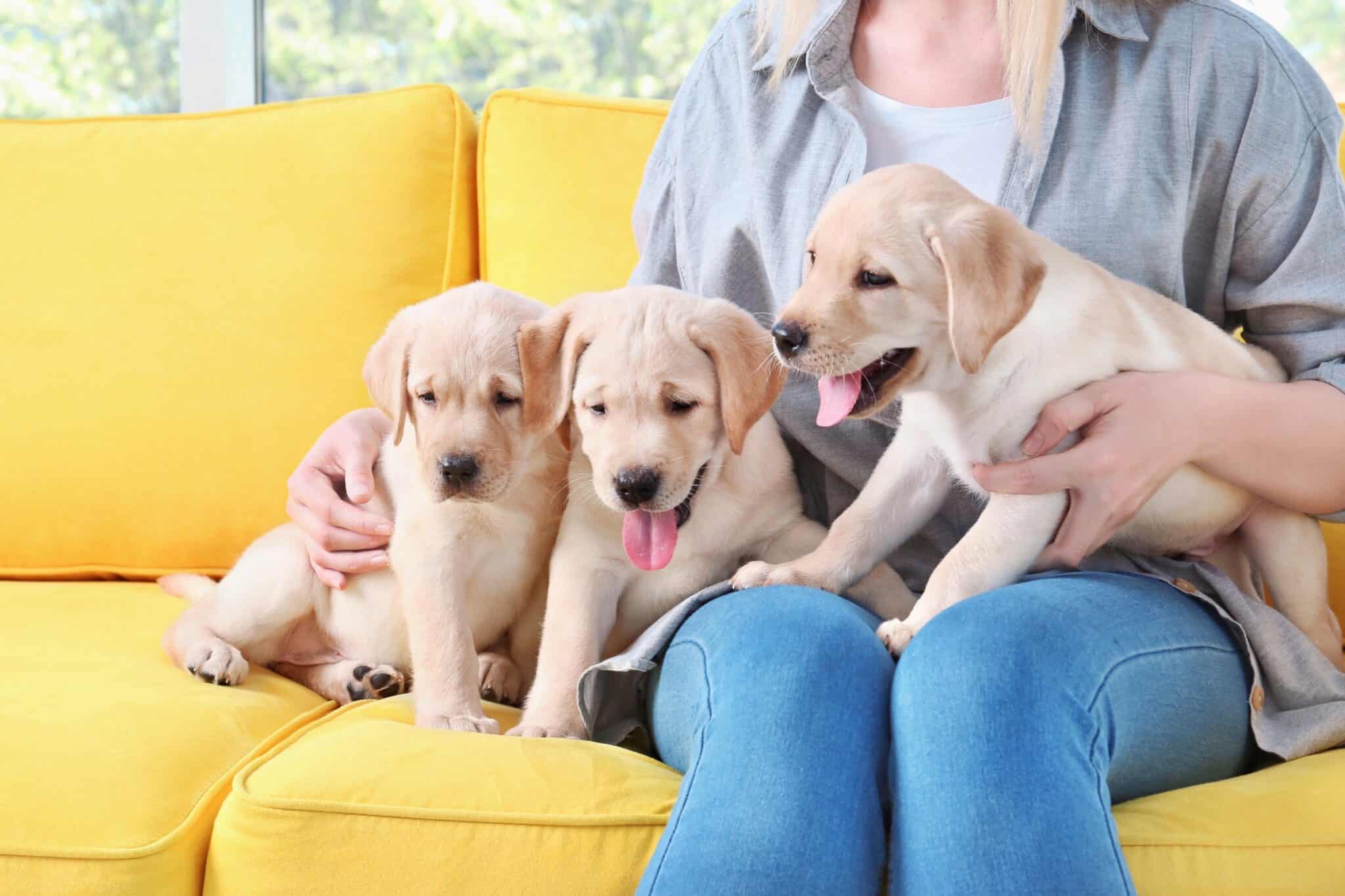 How Much Does a Labrador Retriever Cost? (2025 Updated)