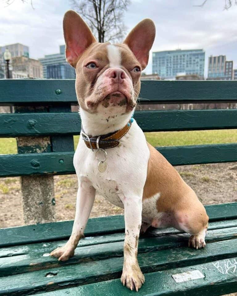 26 Boston Terrier Colors Explained (With Pictures)
