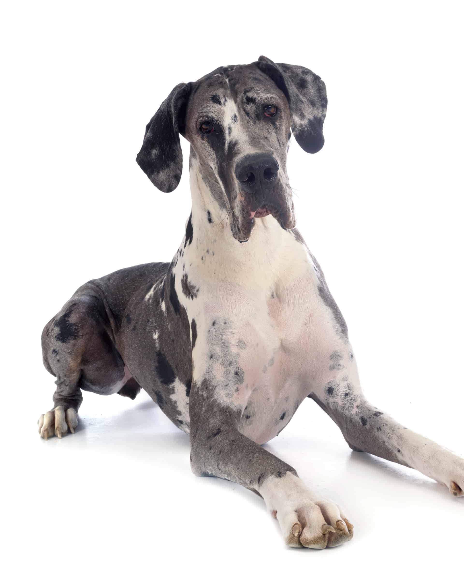 Merle Mantle Great Dane