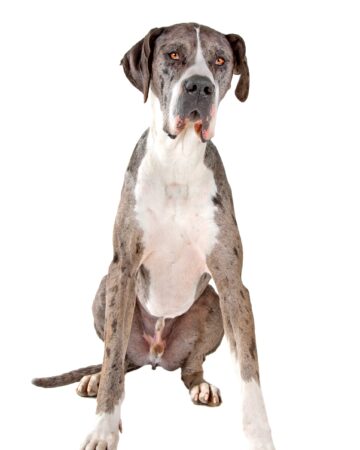 24 Great Dane Colors & Markings (With Pictures)