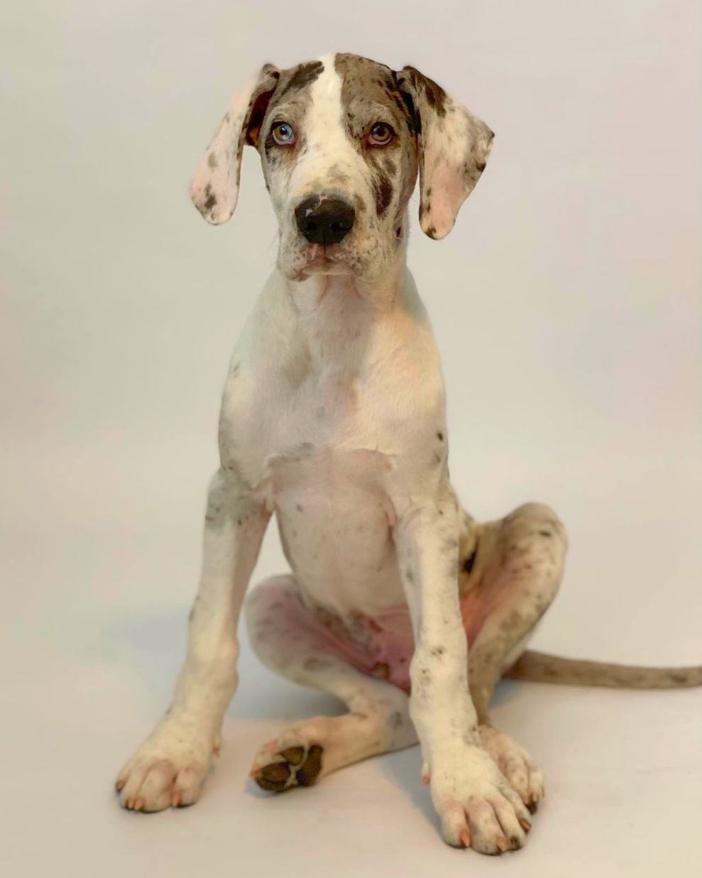 24 Great Dane Colors & Markings (With Pictures)