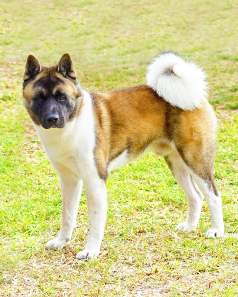 26 Akita Colors & Markings (With Pictures)