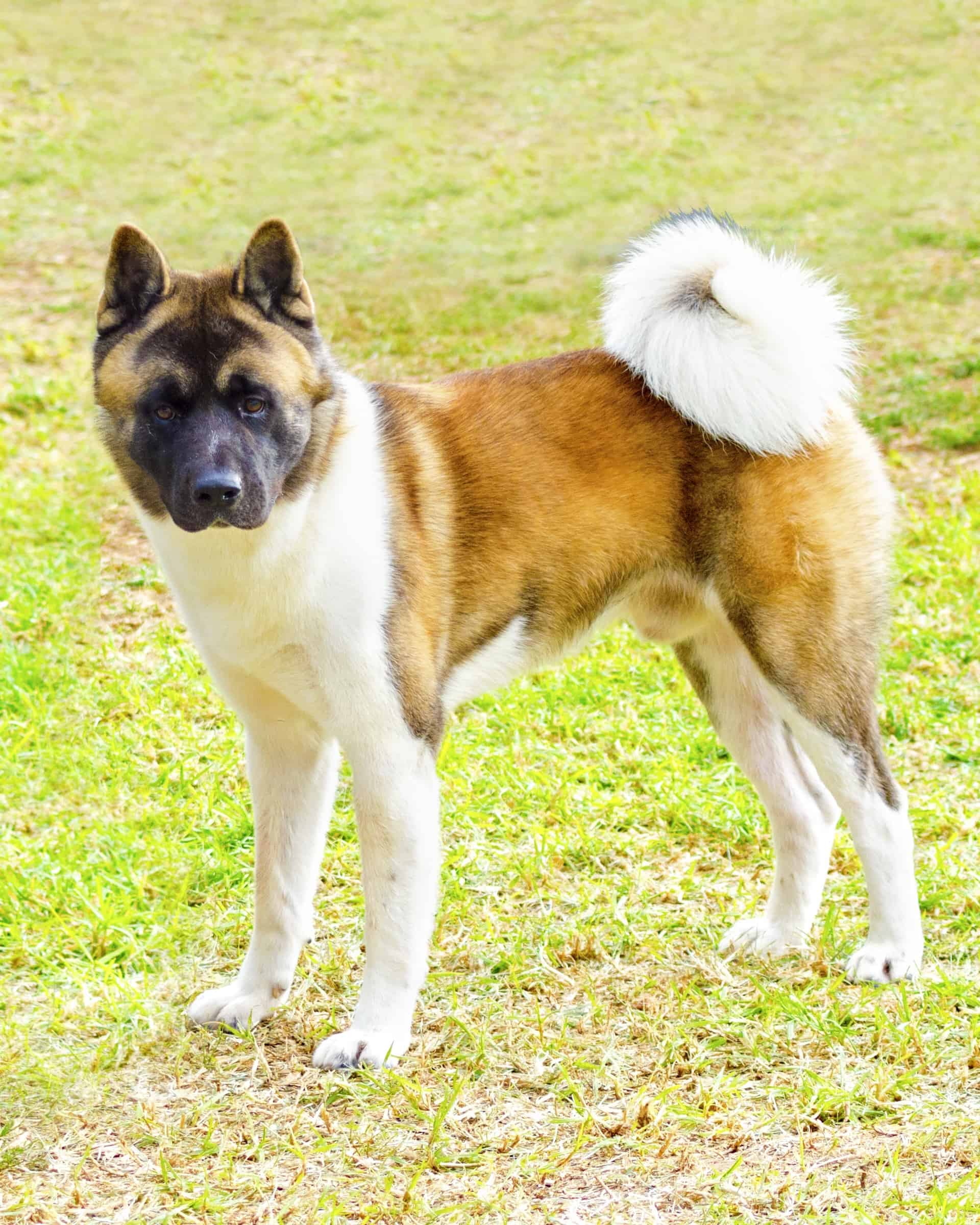 26 Akita Colors & Markings (With Pictures)