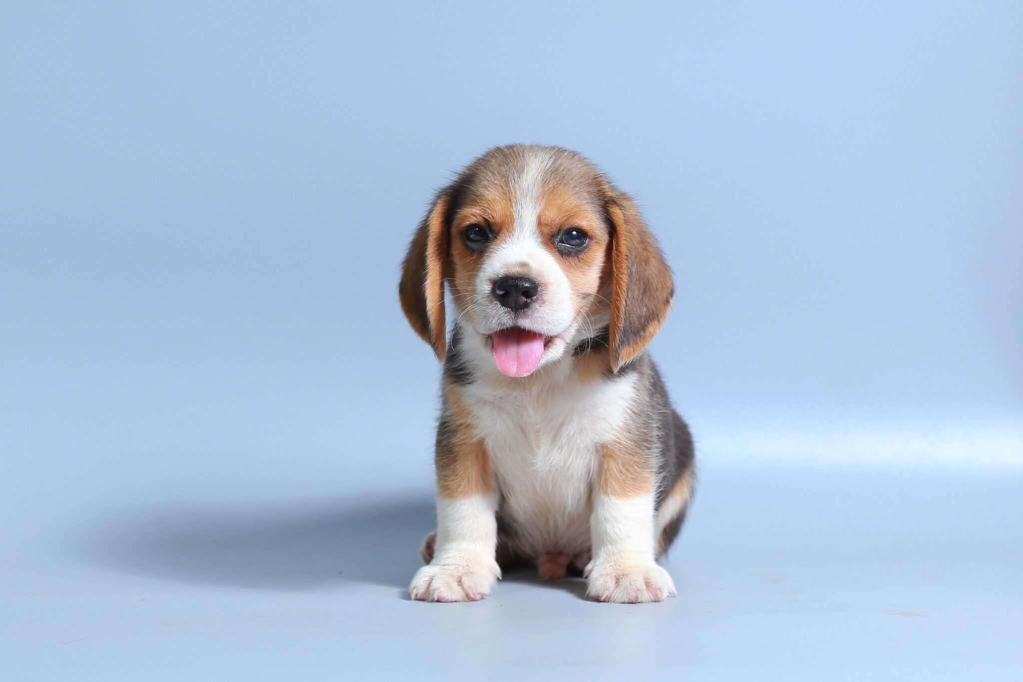 How Much Does a Beagle Cost? (2026 Updated)