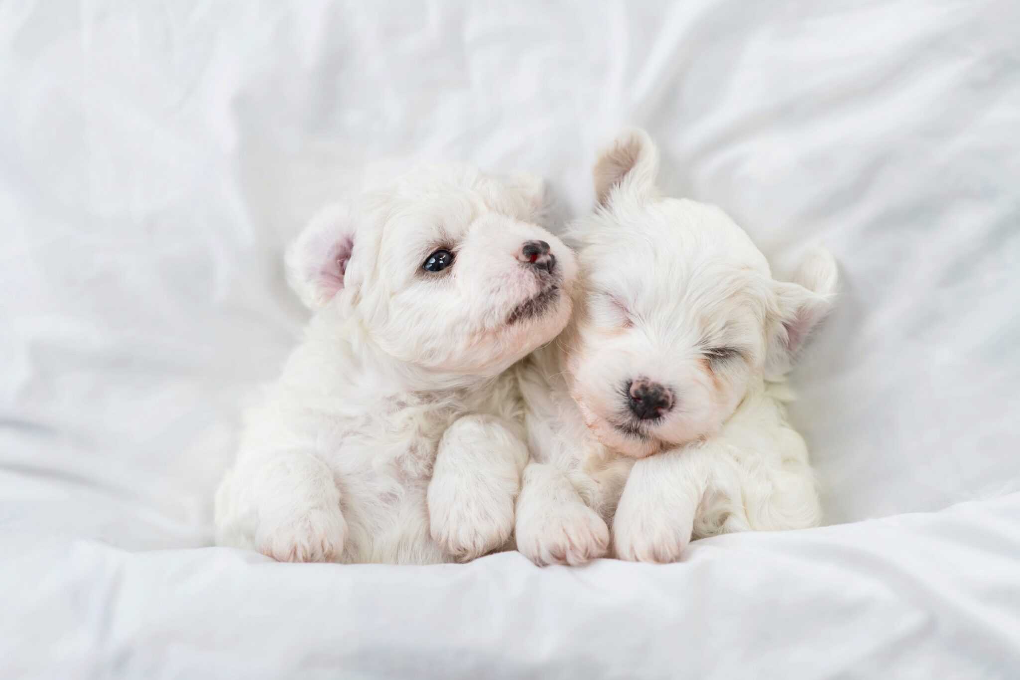 How Much Does a Bichon Frise Cost? (2026 Updated)