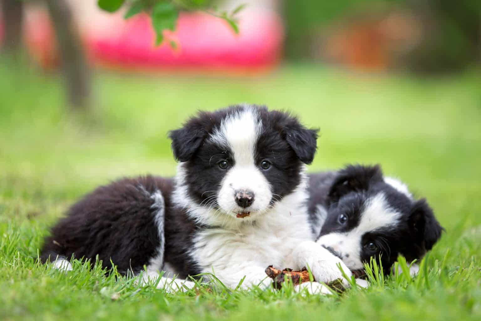How Much Does a Border Collie Cost? (2025 Updated)