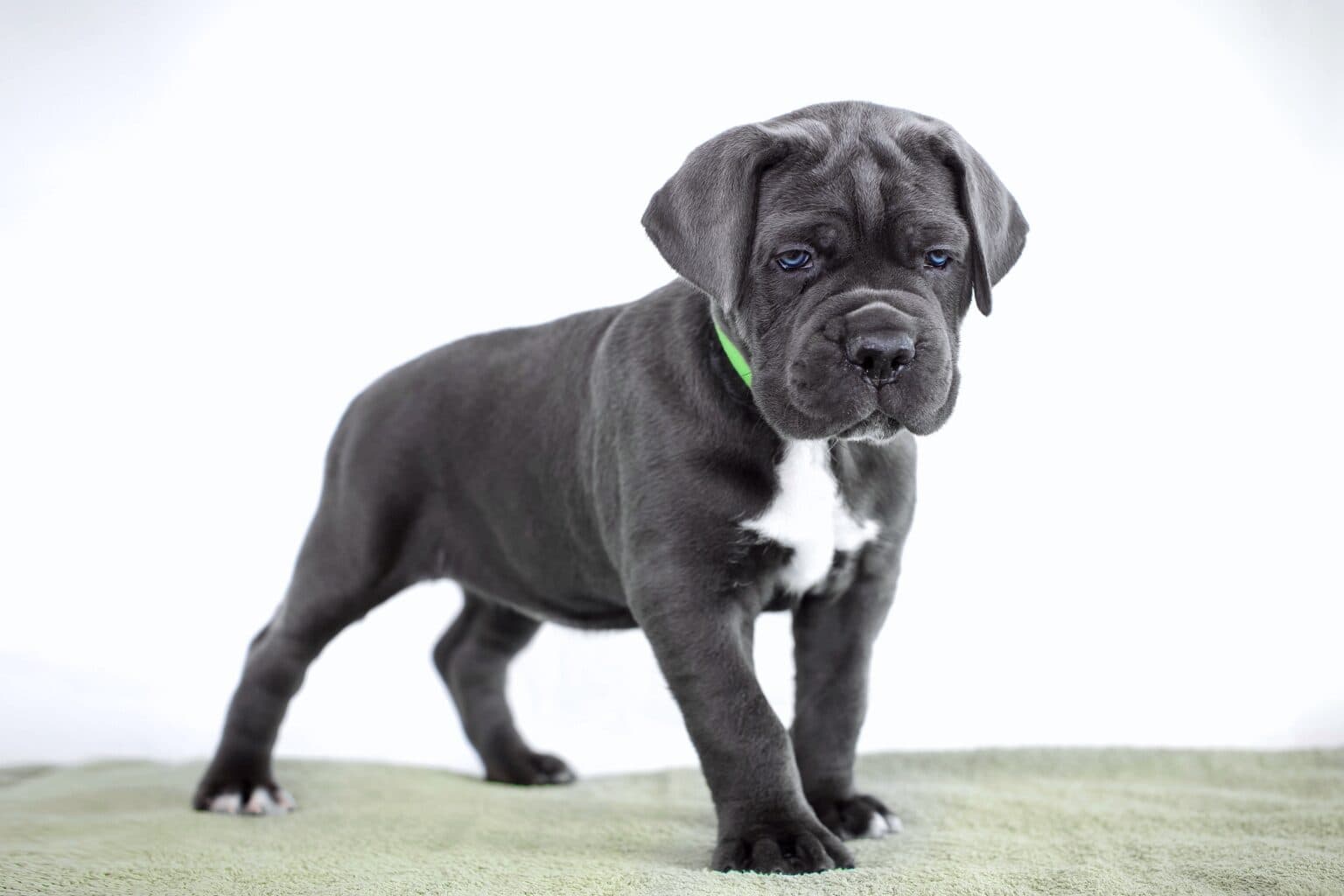 How Much Does a Cane Corso Cost? (2025 Updated)