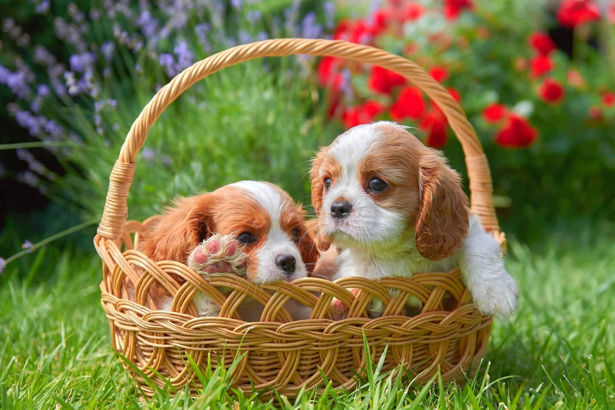How Much Does a Cavalier King Charles Spaniel Cost? (2026 Updated)