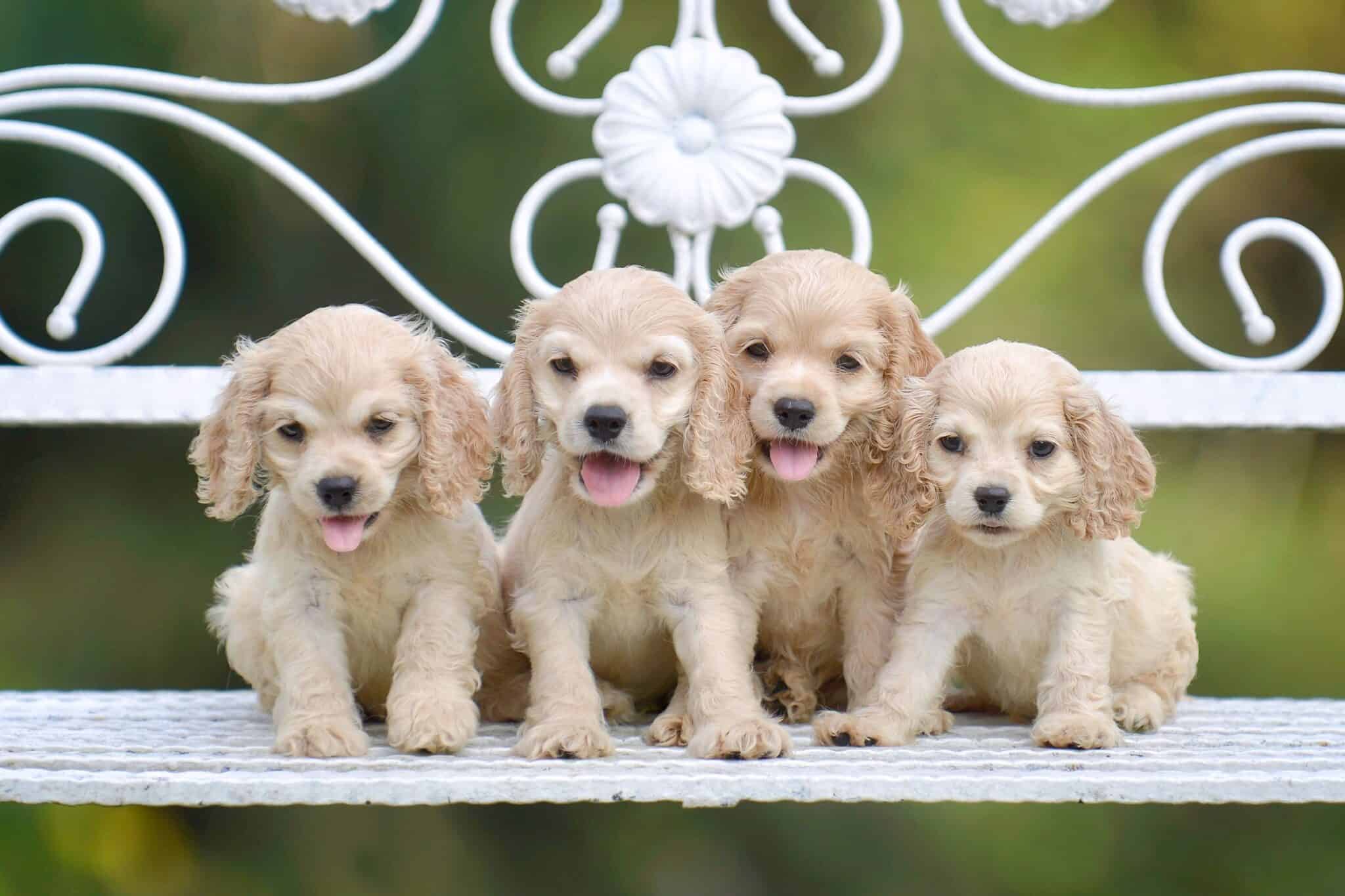 How Much Does a Cocker Spaniel Cost? (2026 Updated)