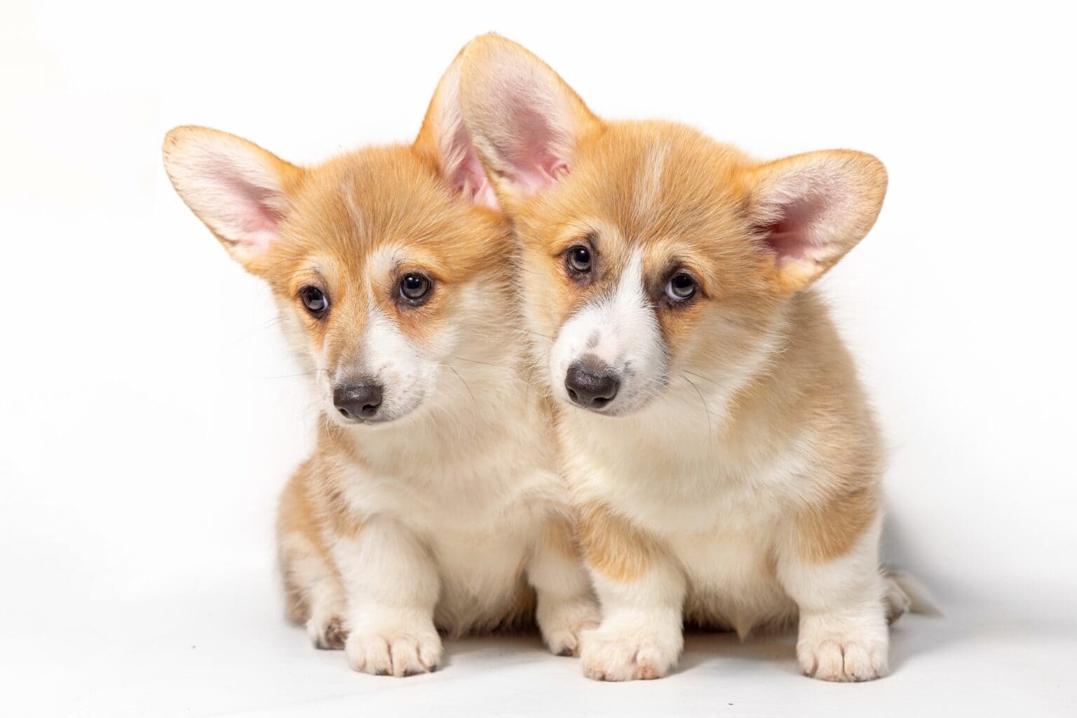 How Much Does a Corgi Cost? (2025 Updated)