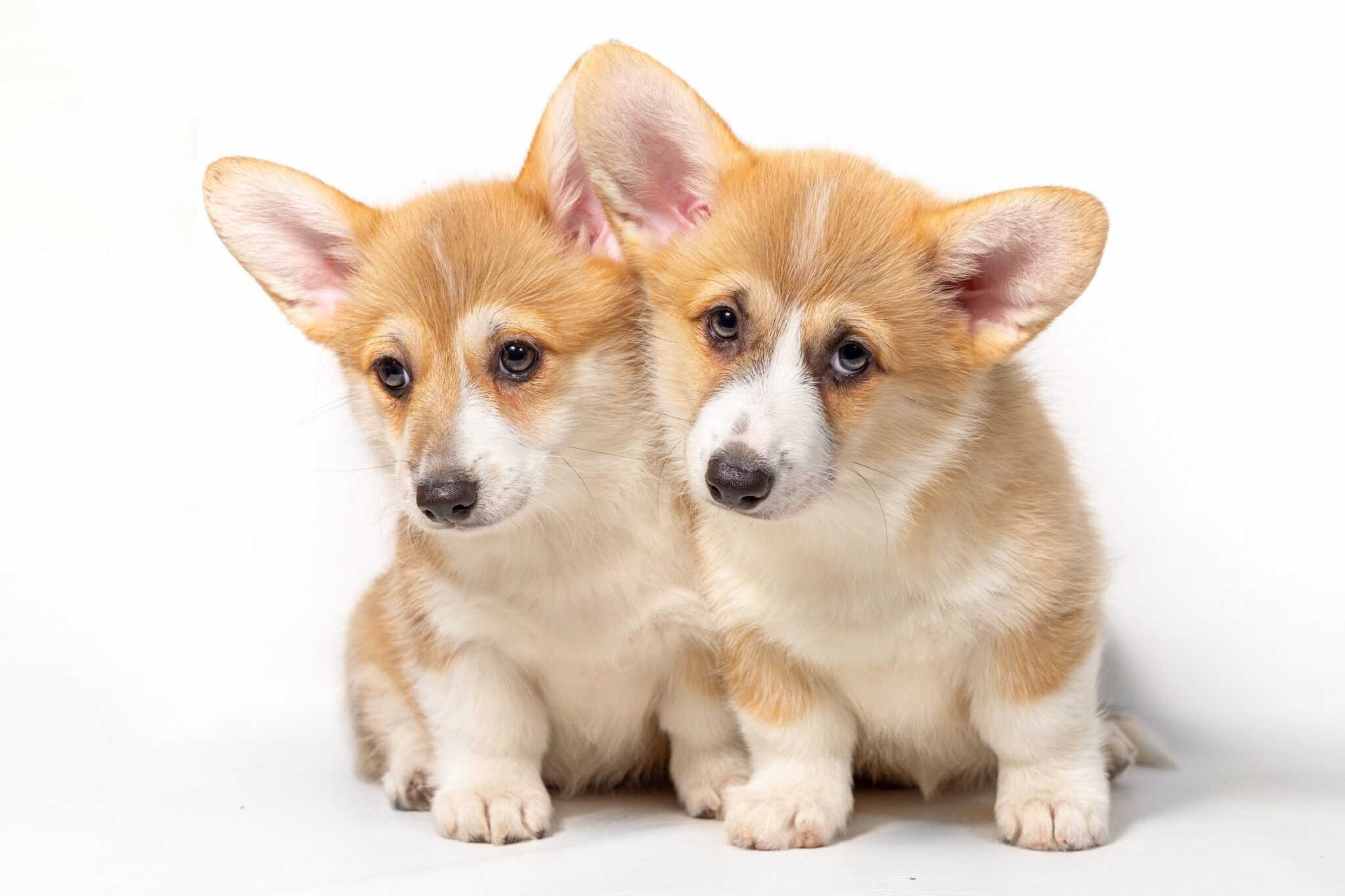 How Much Does a Corgi Cost? (2025 Updated)