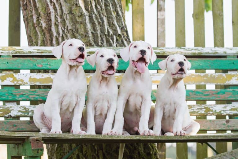 How Much Does a Dogo Argentino Cost? (2025 Updated)