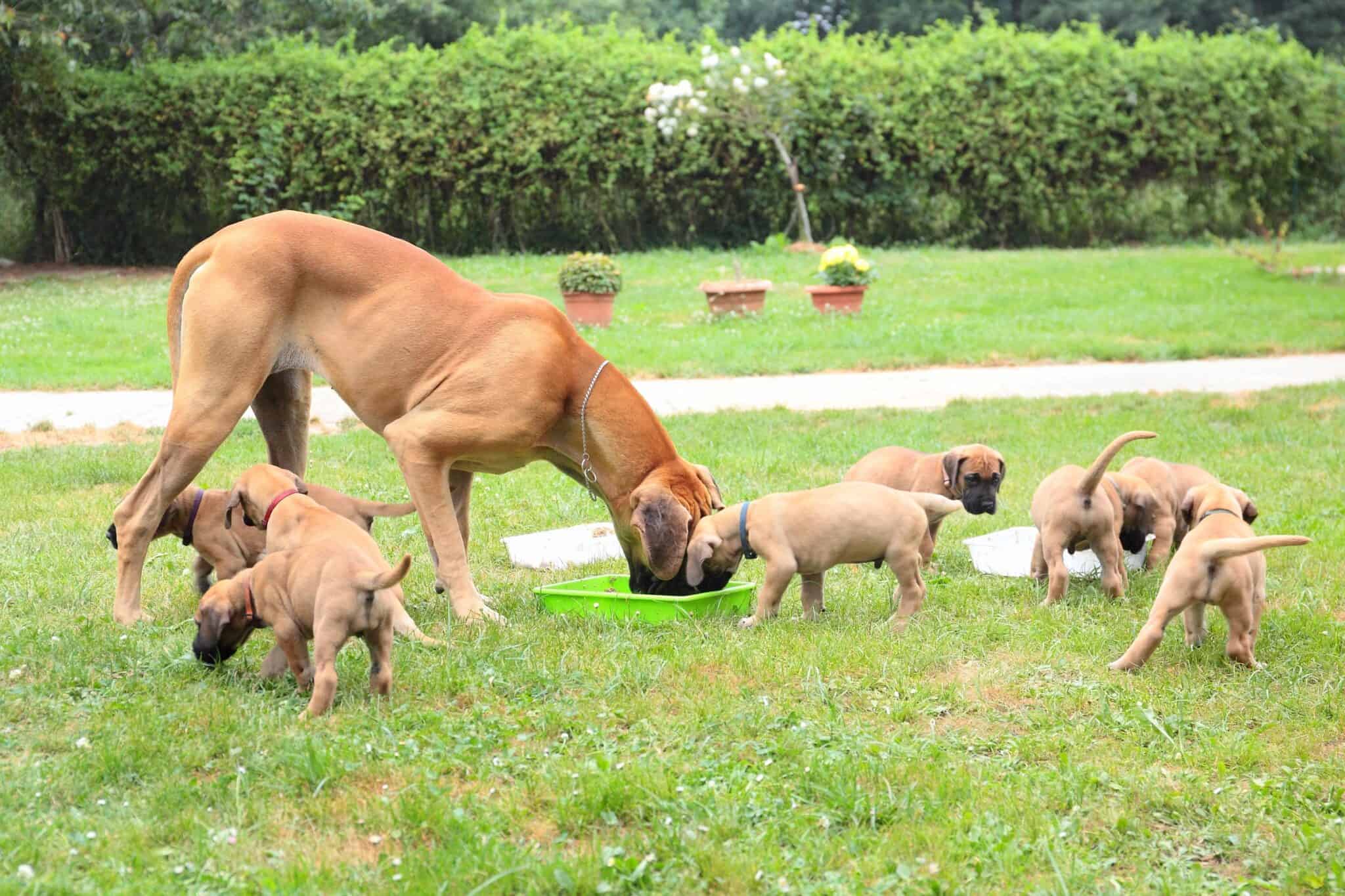 How Much Does a Great Dane Cost? (2026 Updated)
