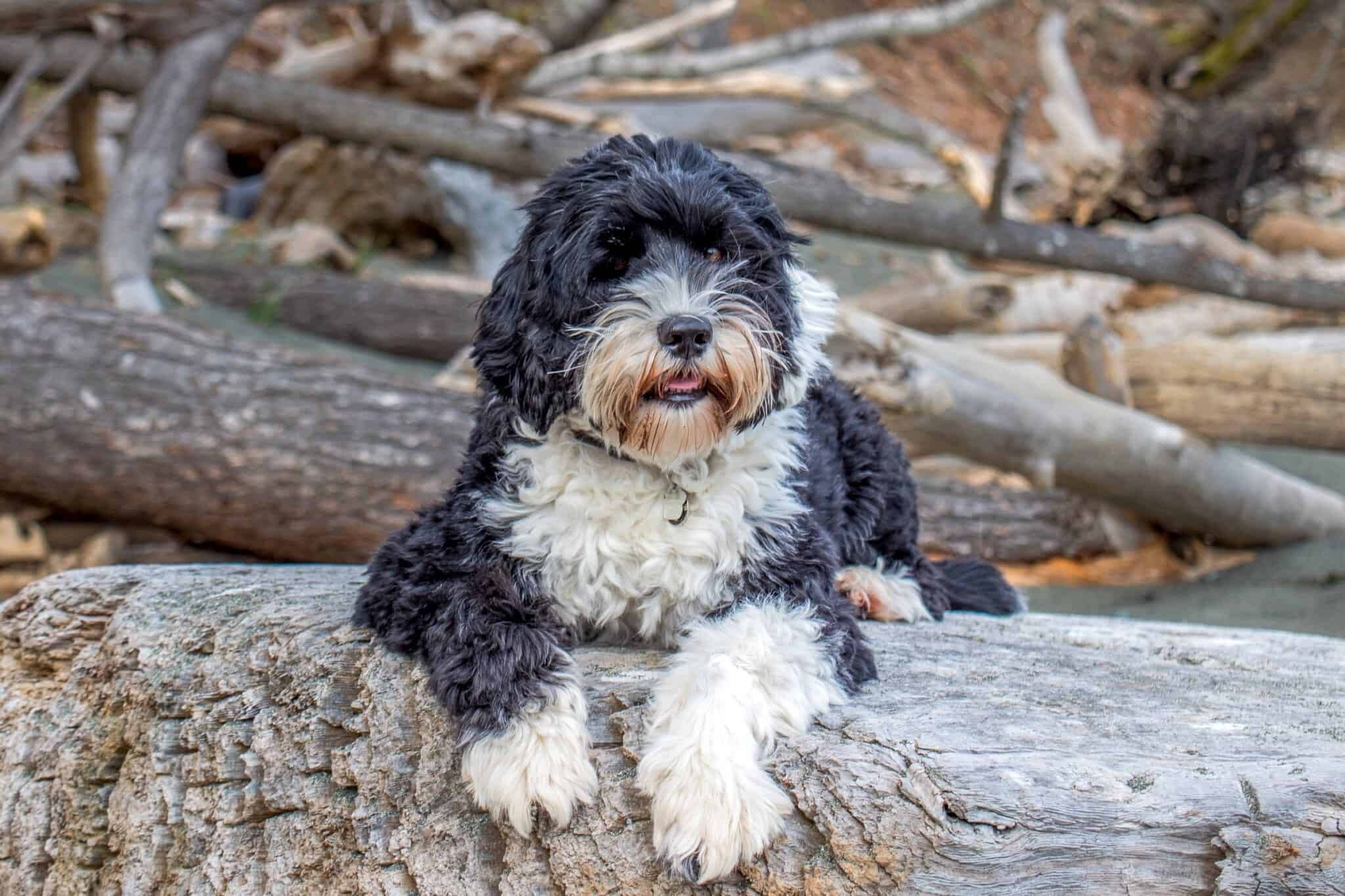 How Much Does a Portuguese Water Dog Cost? (2025 Updated)
