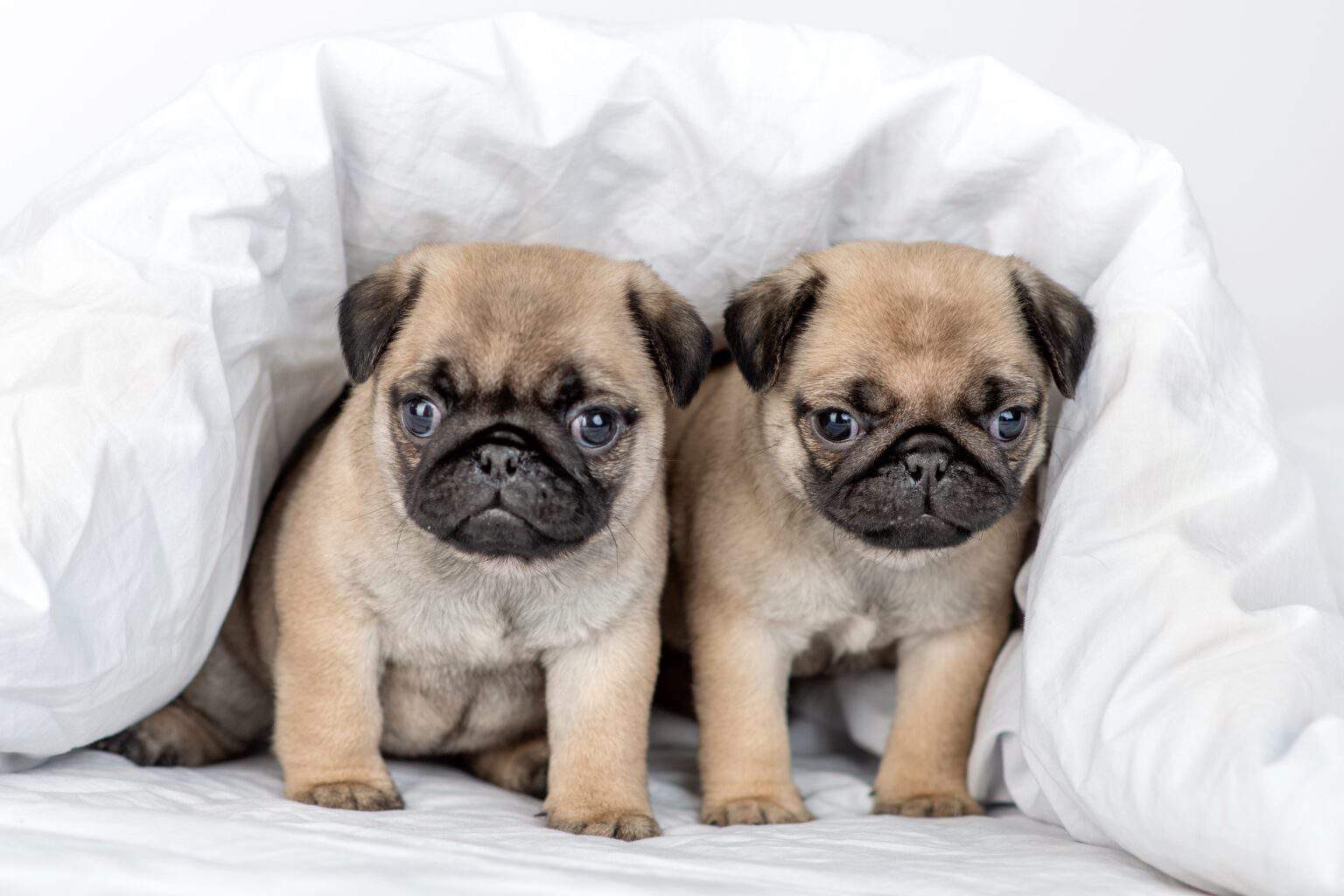 How Much Does a Pug Cost? (2025 Updated)