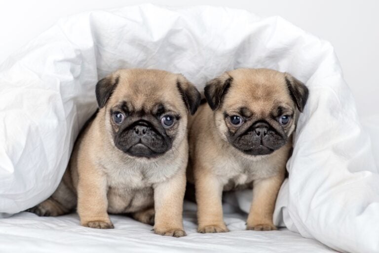 How Much Does a Pug Cost? (2025 Updated)