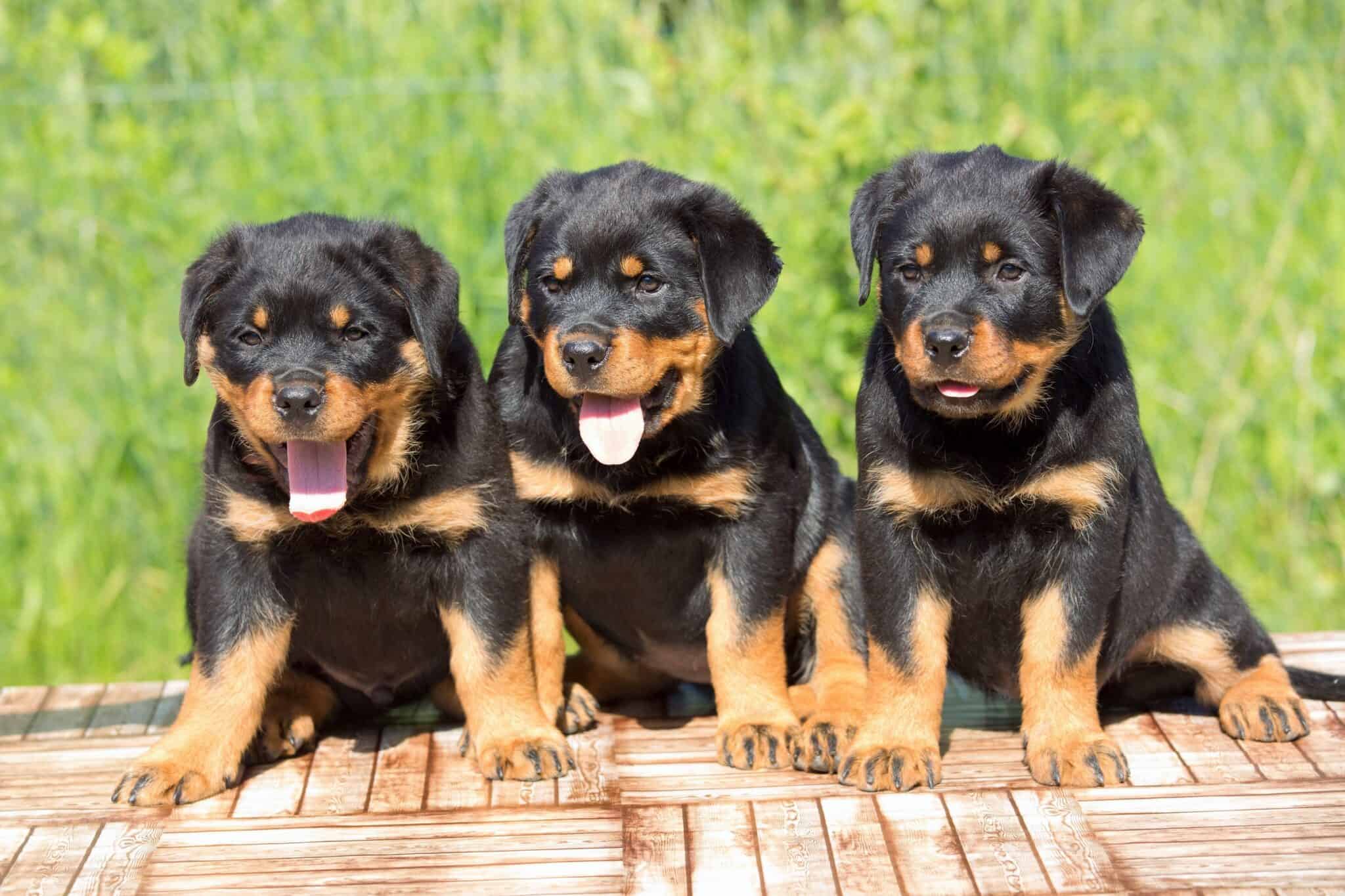 How Much Does a Rottweiler Cost? (2025 Updated)
