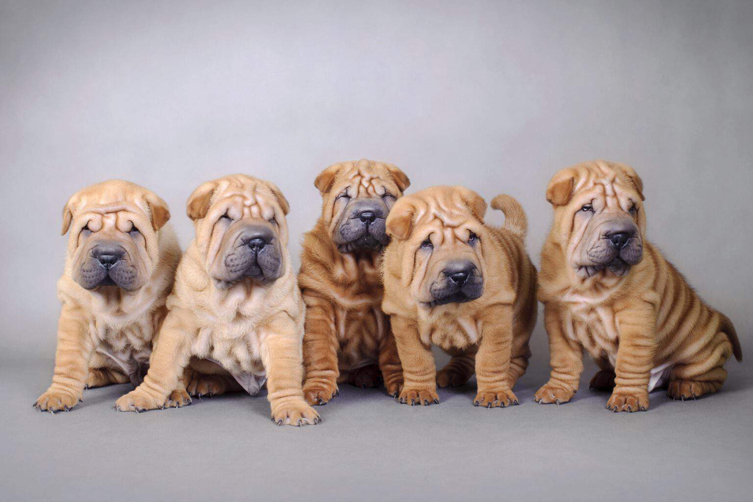 How Much Does a Shar-Pei Cost? (2026 Updated)