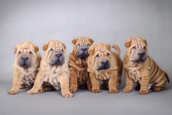 How Much Does a Shar-Pei Cost? (2026 Updated)