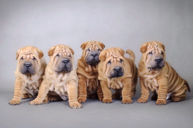 How Much Does a Shar-Pei Cost? (2026 Updated)