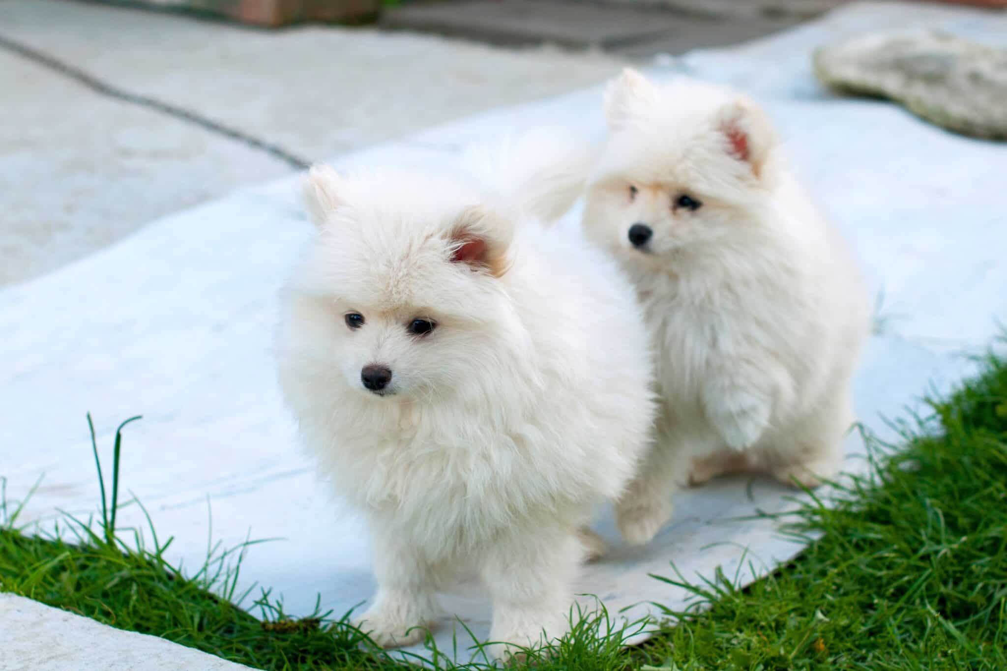 How Much Does a Pomsky Cost? (2025 Updated)