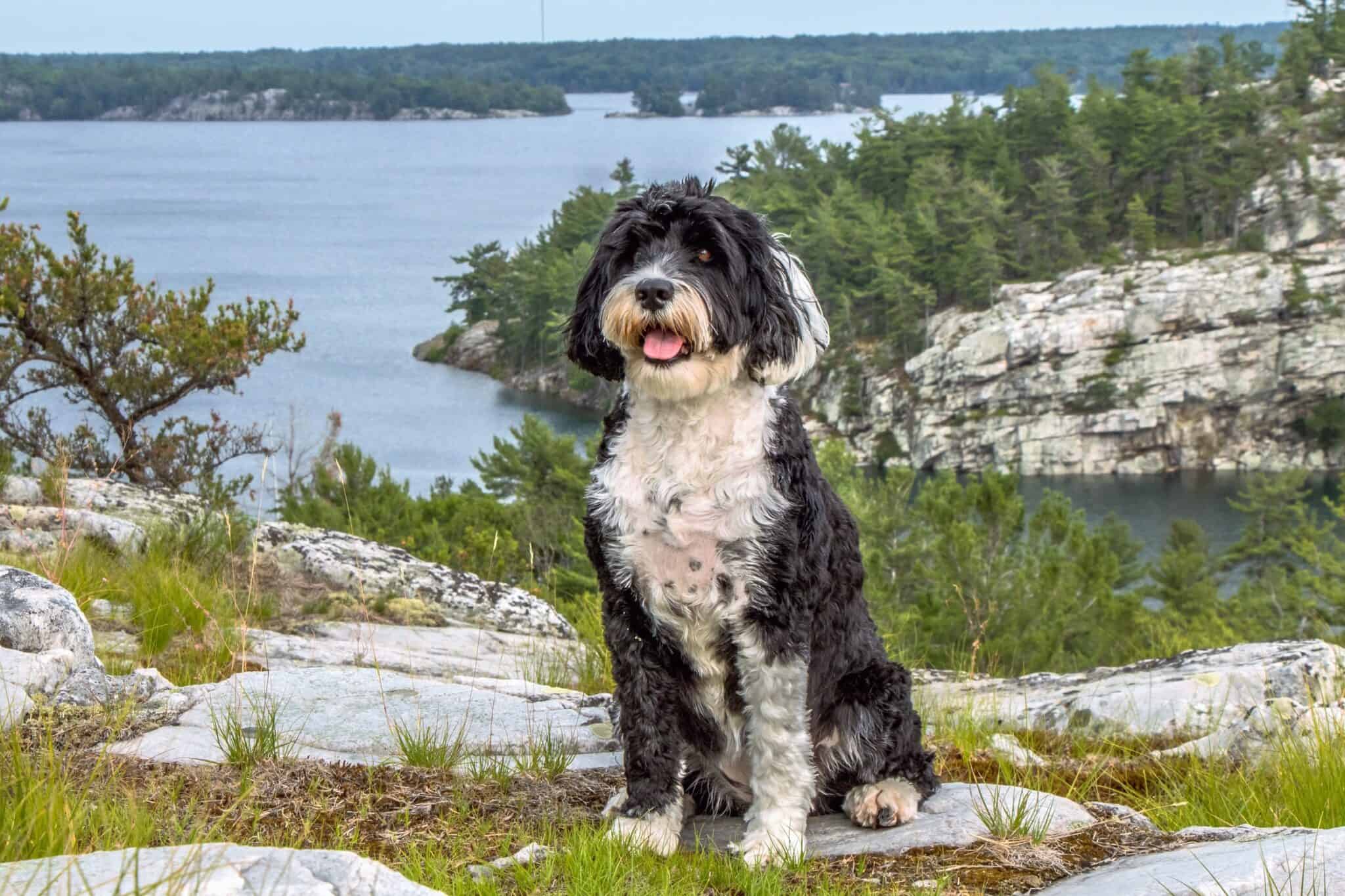 How Much Does a Portuguese Water Dog Cost? (2025 Updated)