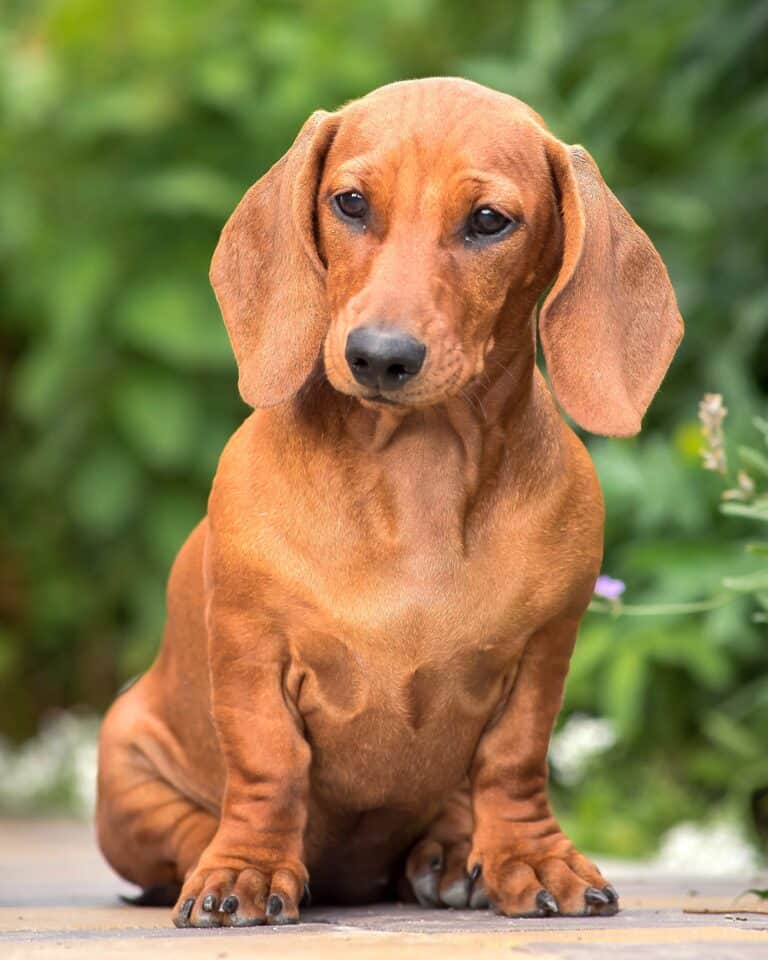 27 Dachshund Colors & Markings (With Pictures)