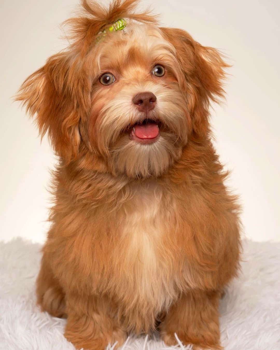 24 Havanese Colors and Markings (With Pictures)