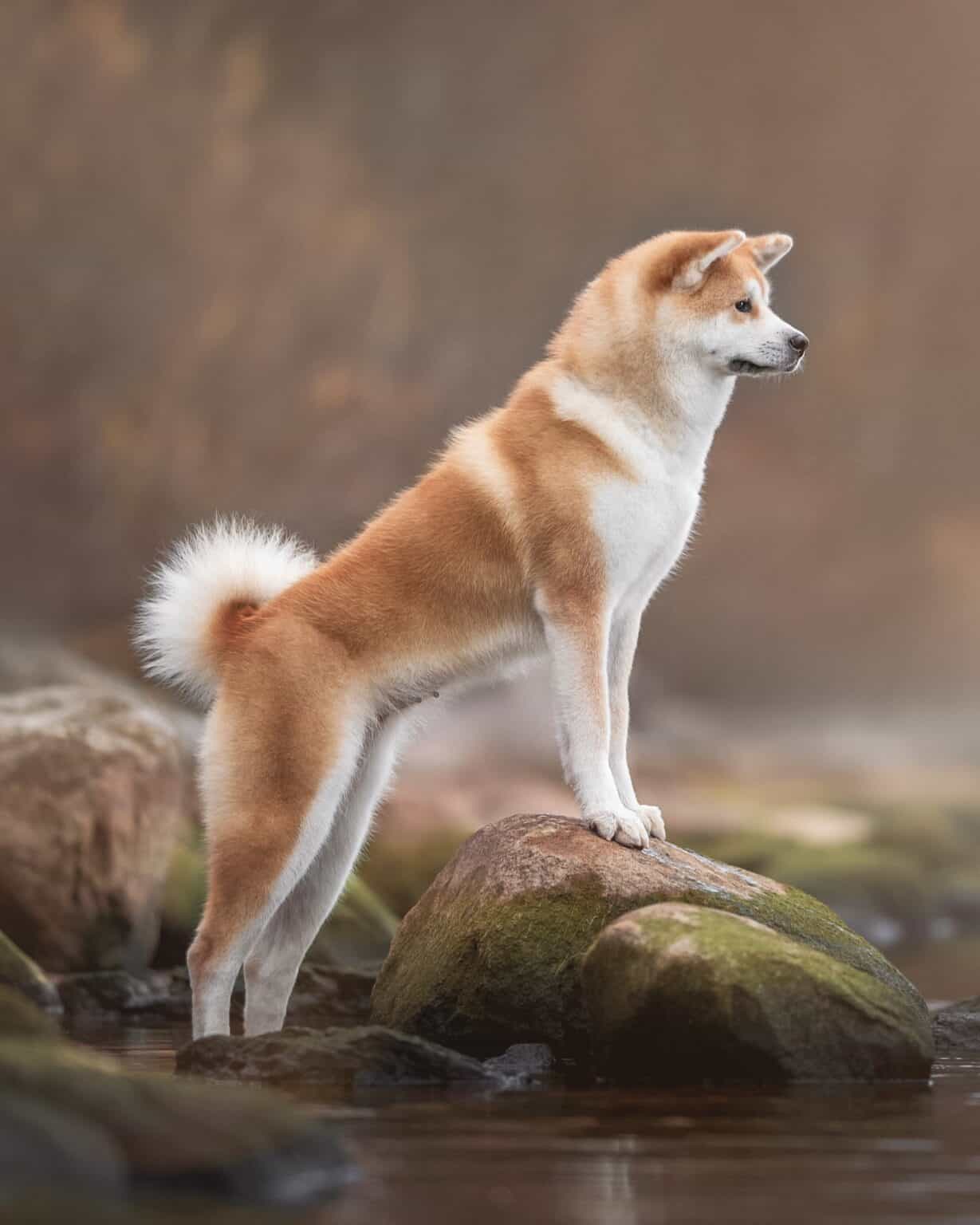 26 Akita Colors & Markings (With Pictures)