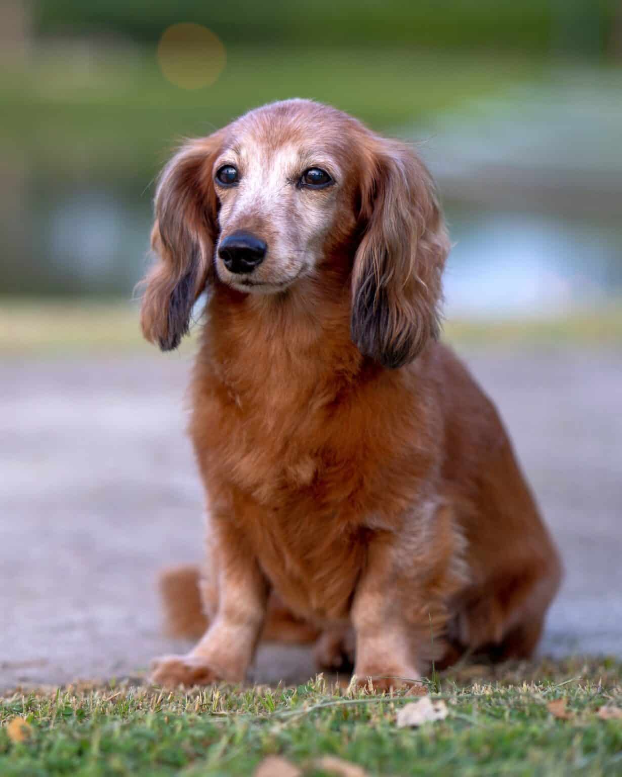 27 Dachshund Colors & Markings (With Pictures)