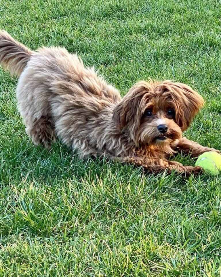 24 Havanese Colors and Markings (With Pictures)