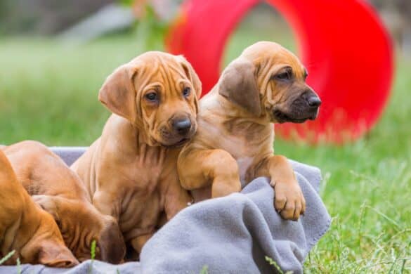 How Much Does a Jack Russell Terrier Cost? (2025 Updated)