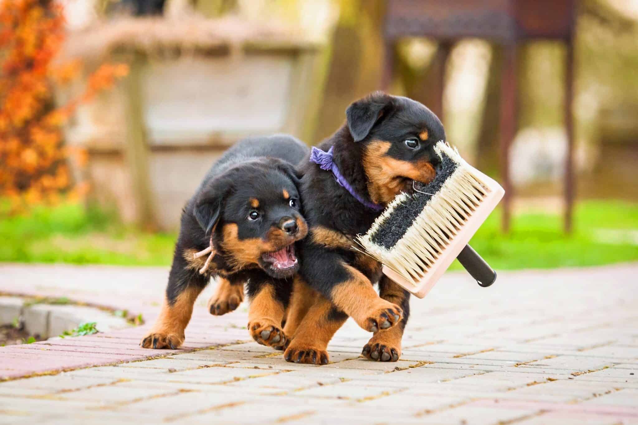 How Much Does a Rottweiler Cost? (2025 Updated)