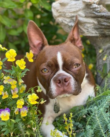 26 Boston Terrier Colors Explained (With Pictures)