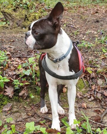 26 Boston Terrier Colors Explained (With Pictures)