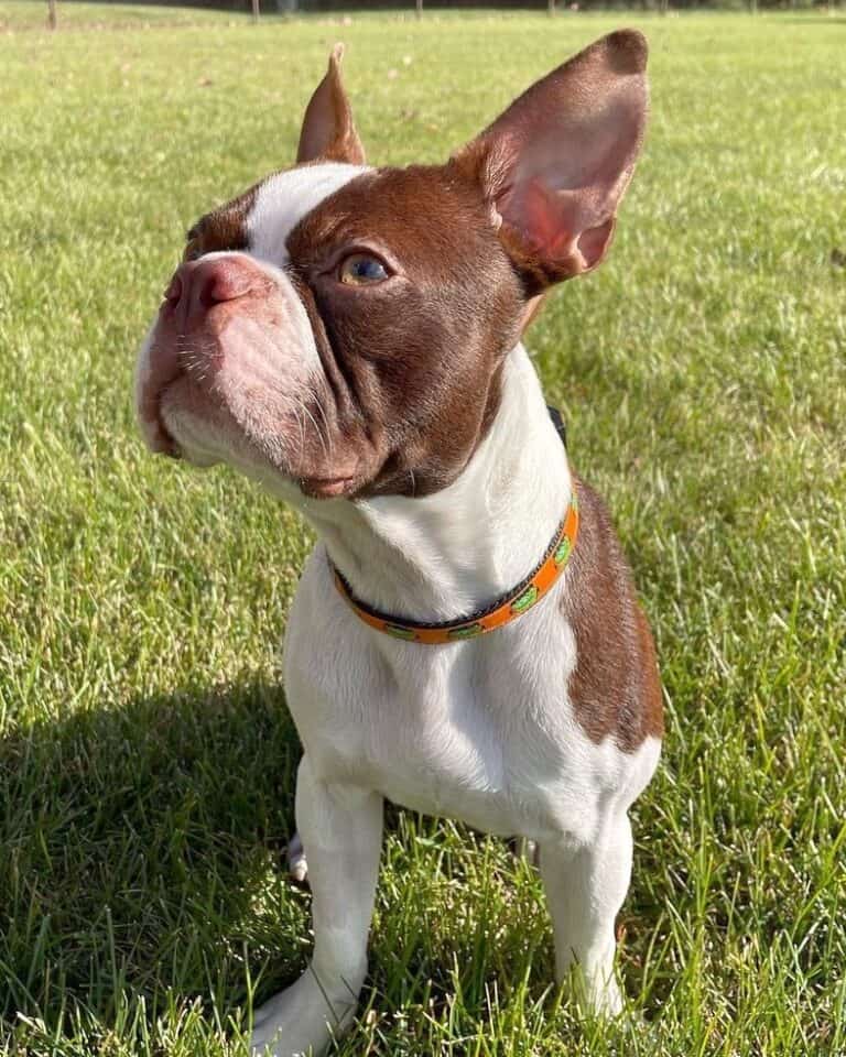 26 Boston Terrier Colors Explained (With Pictures)