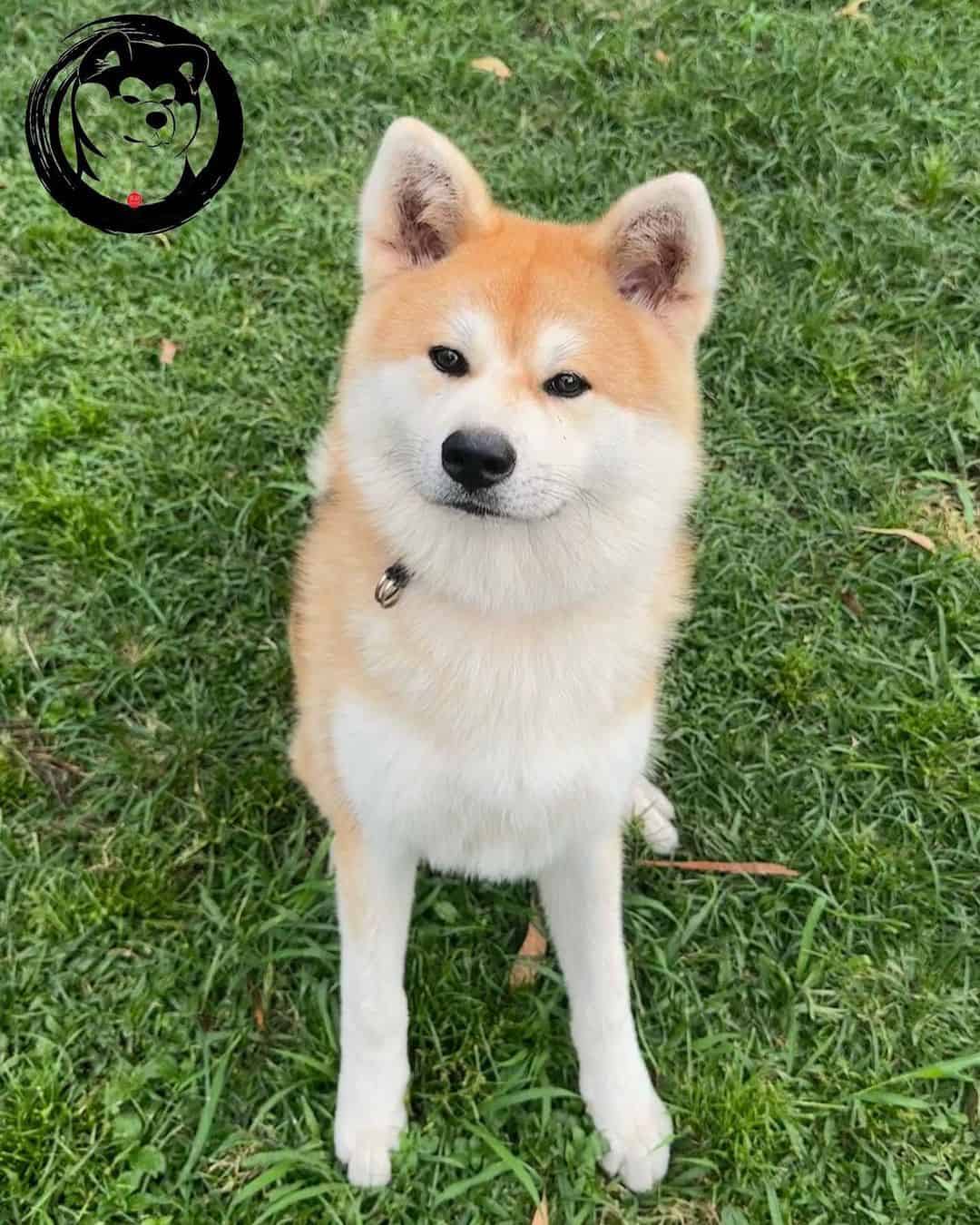 26 Akita Colors & Markings (With Pictures)