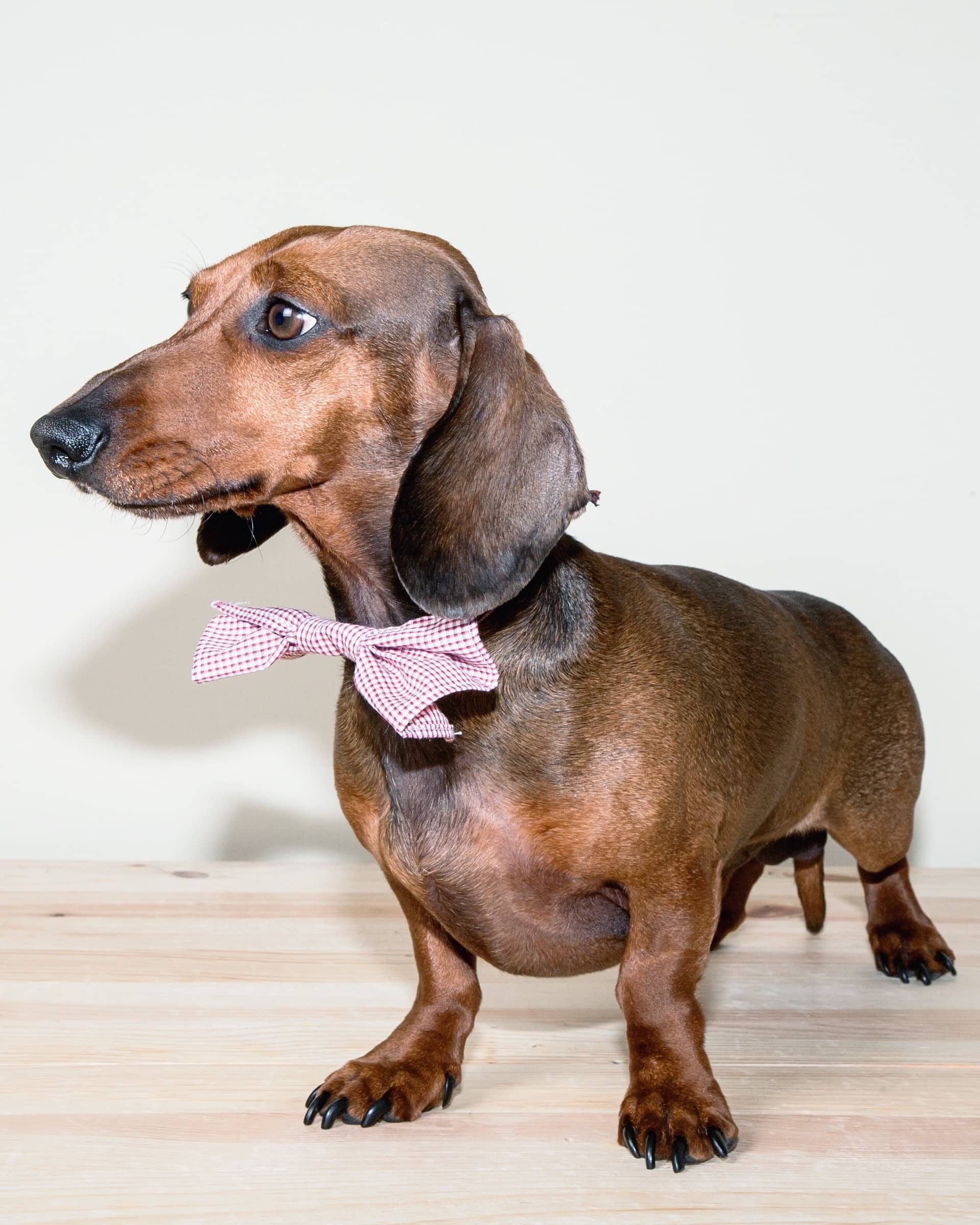 27 Dachshund Colors & Markings (With Pictures)