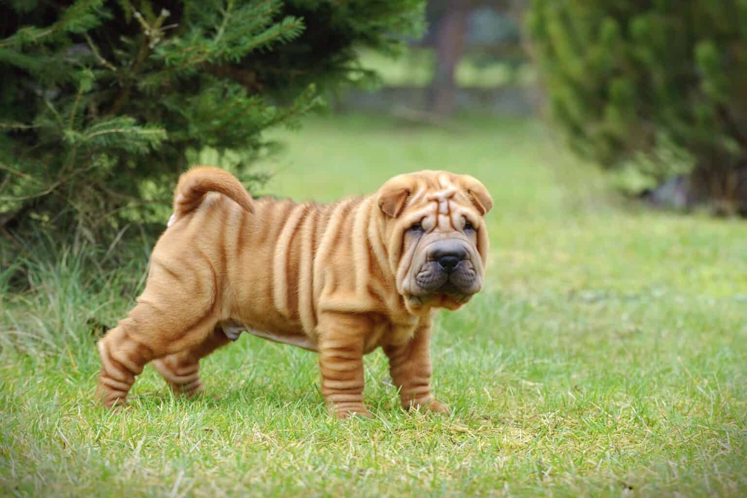 How Much Does a Shar-Pei Cost? (2025 Updated)