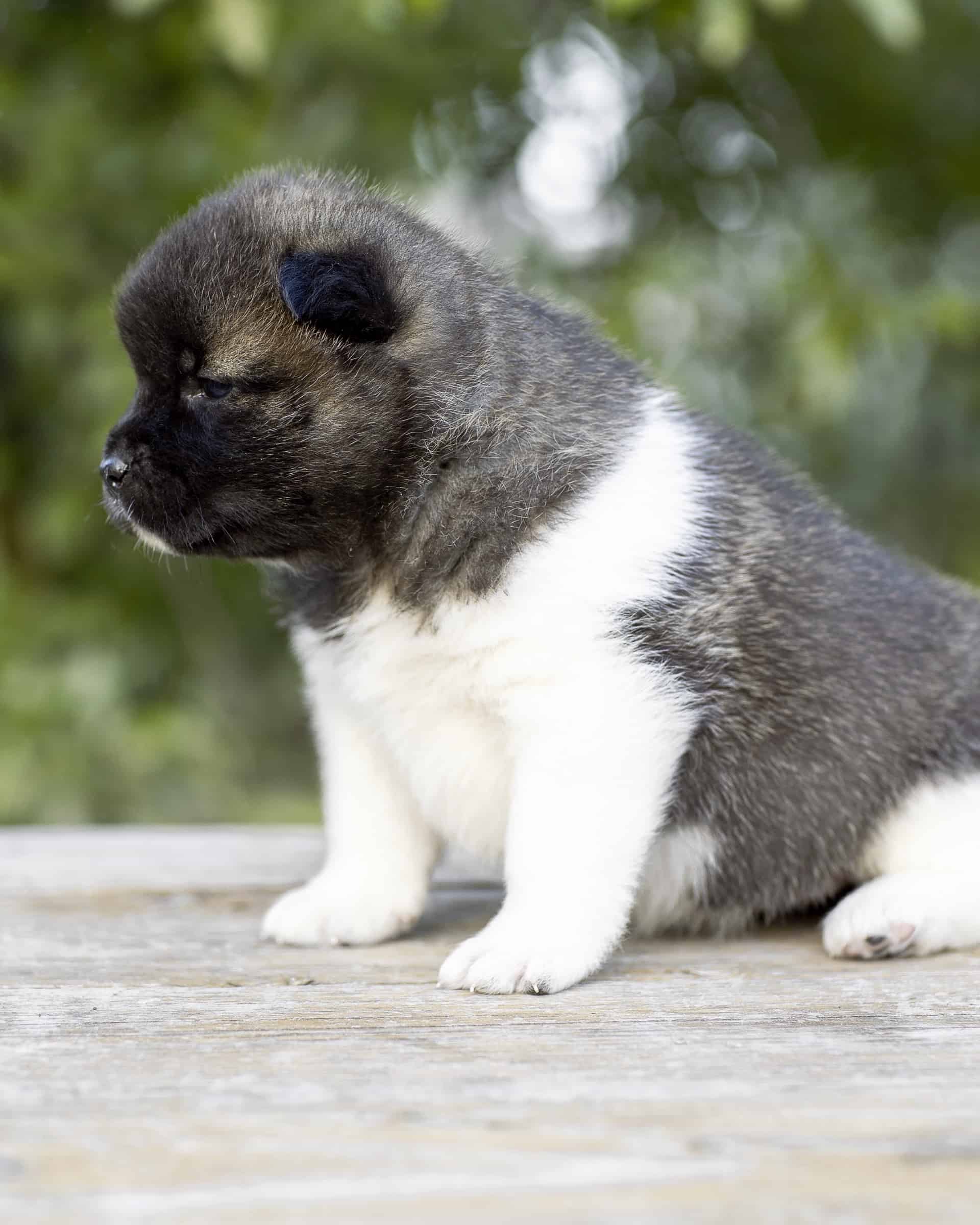 26 Akita Colors & Markings (With Pictures)