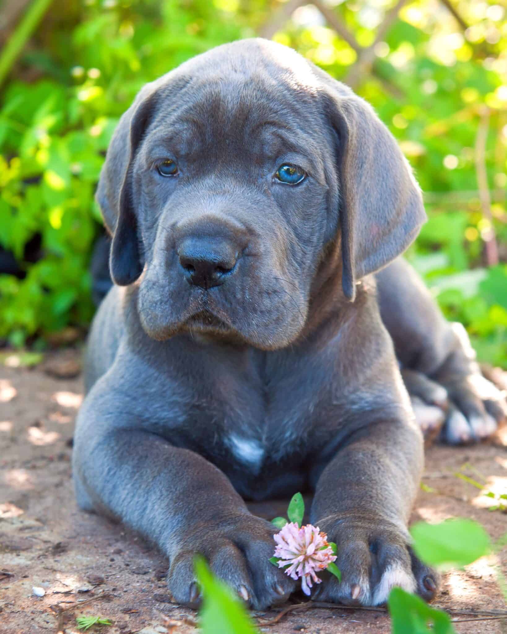 24 Great Dane Colors & Markings (With Pictures)
