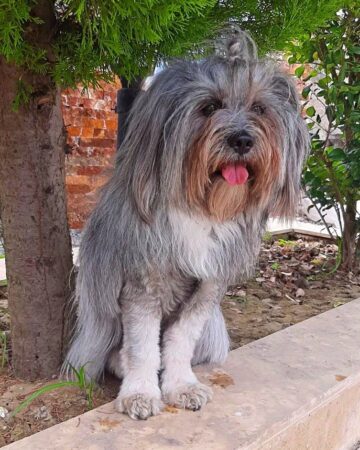 24 Havanese Colors and Markings (With Pictures)